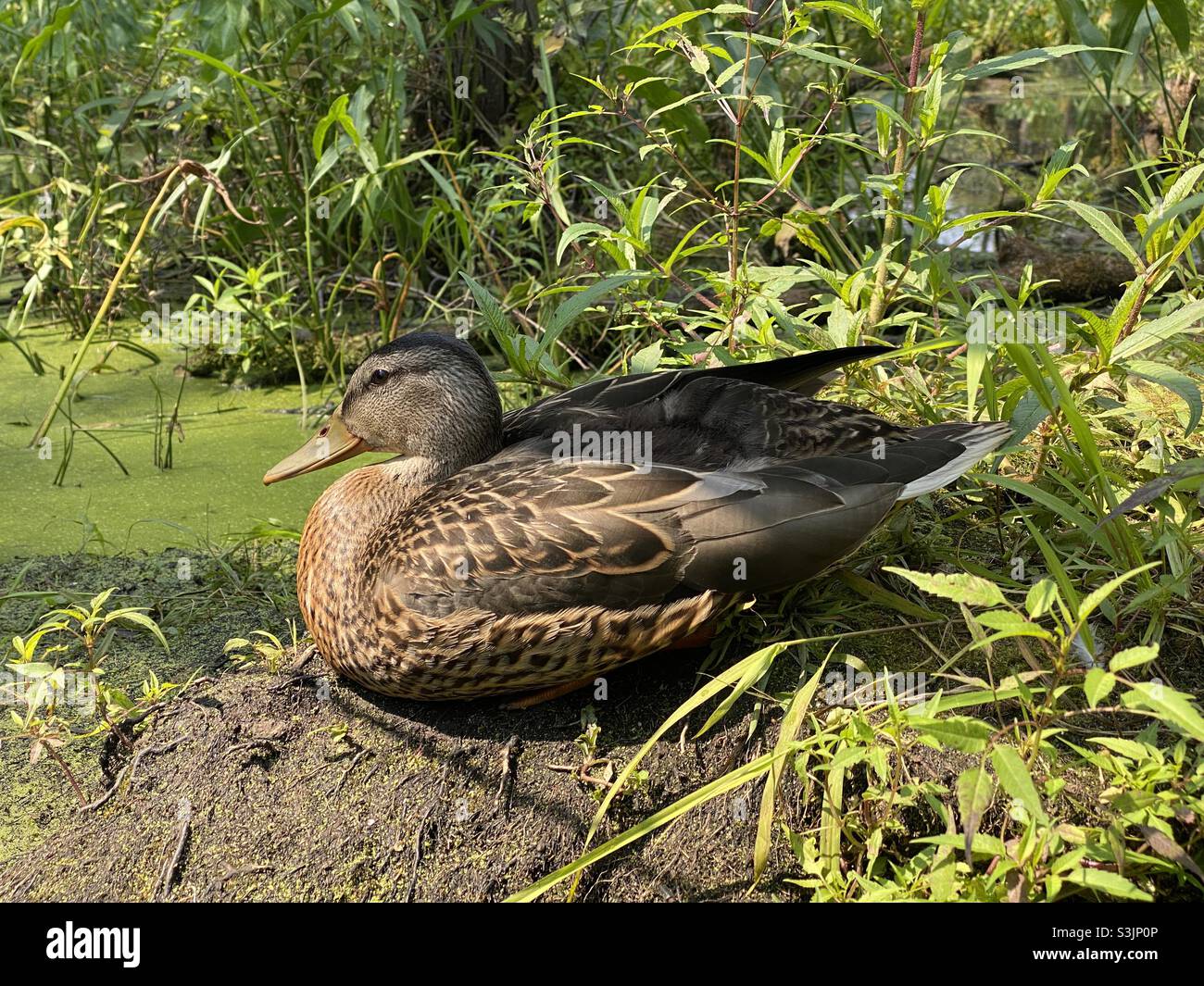 Ontario duck hi-res stock photography and images - Alamy