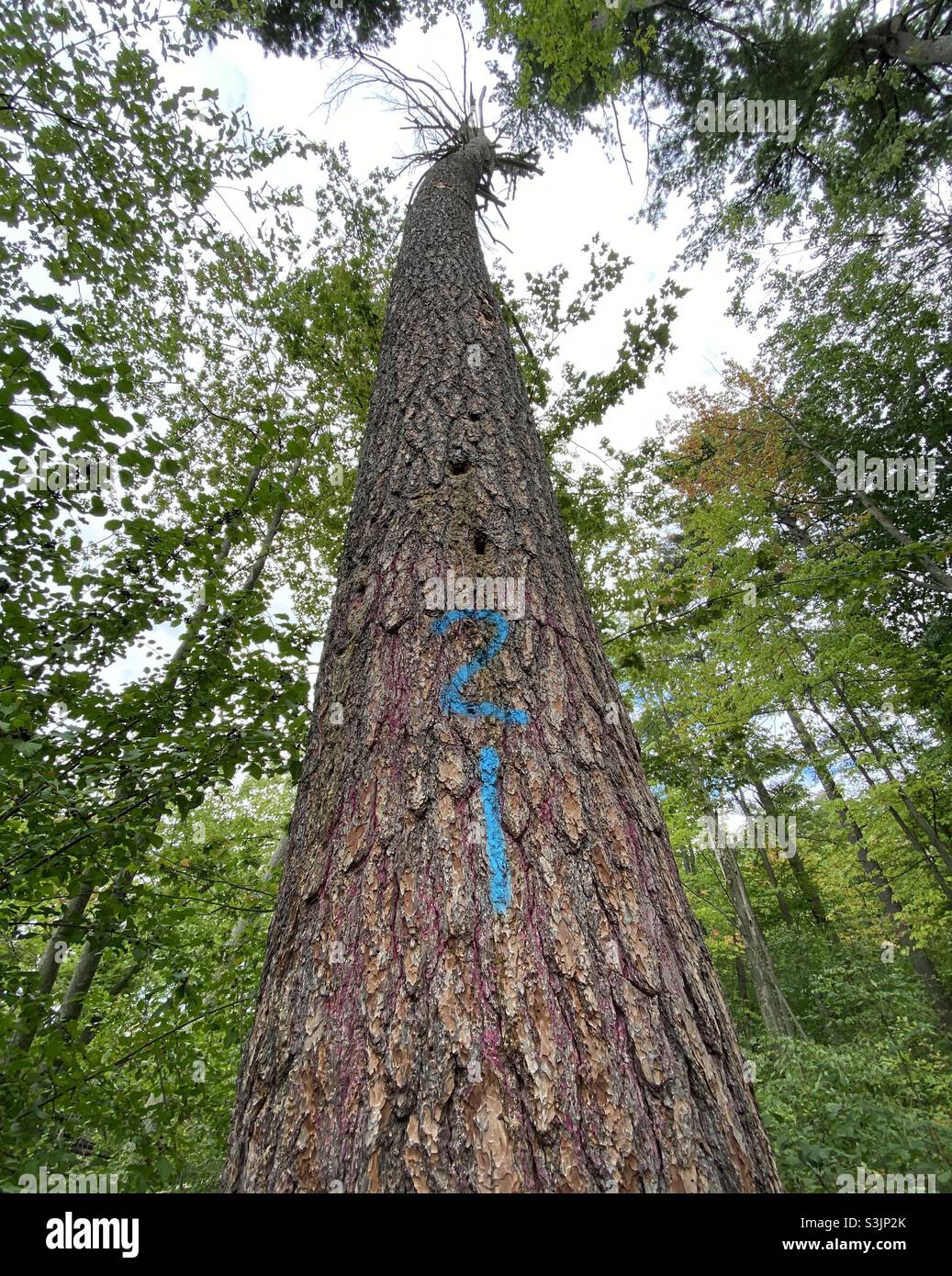 Diseased trees hi-res stock photography and images - Alamy