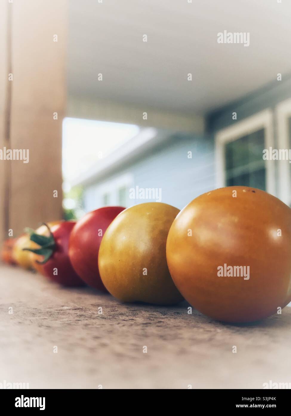 Cherry tomato row Stock Photo - Alamy