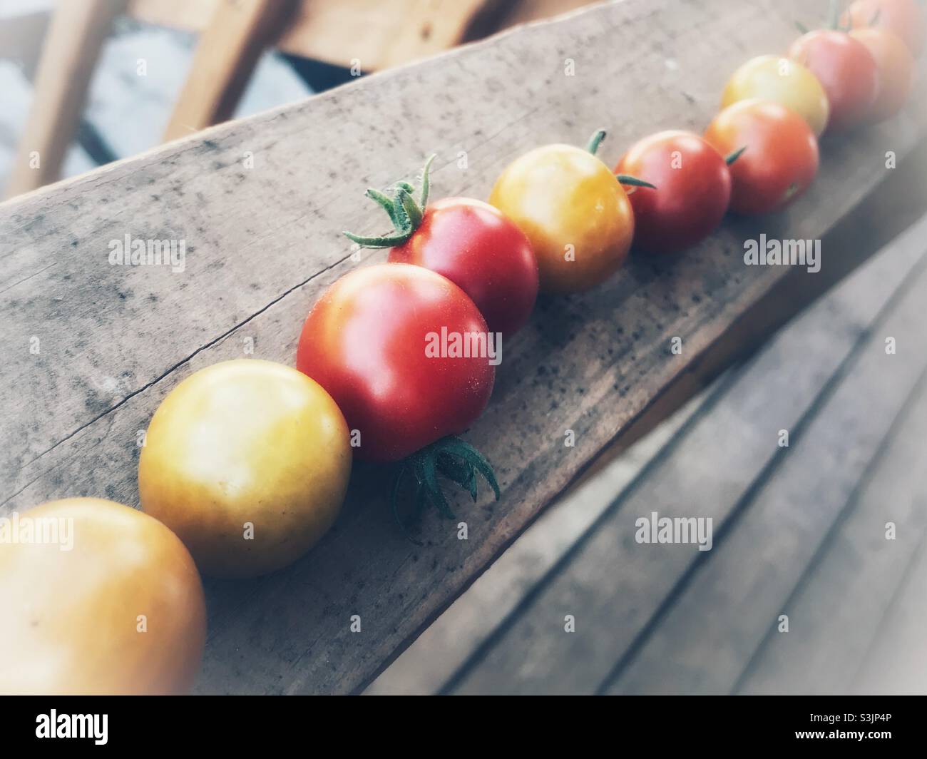 Tomato line- cherry tomatoes ripen on a railing Stock Photo - Alamy