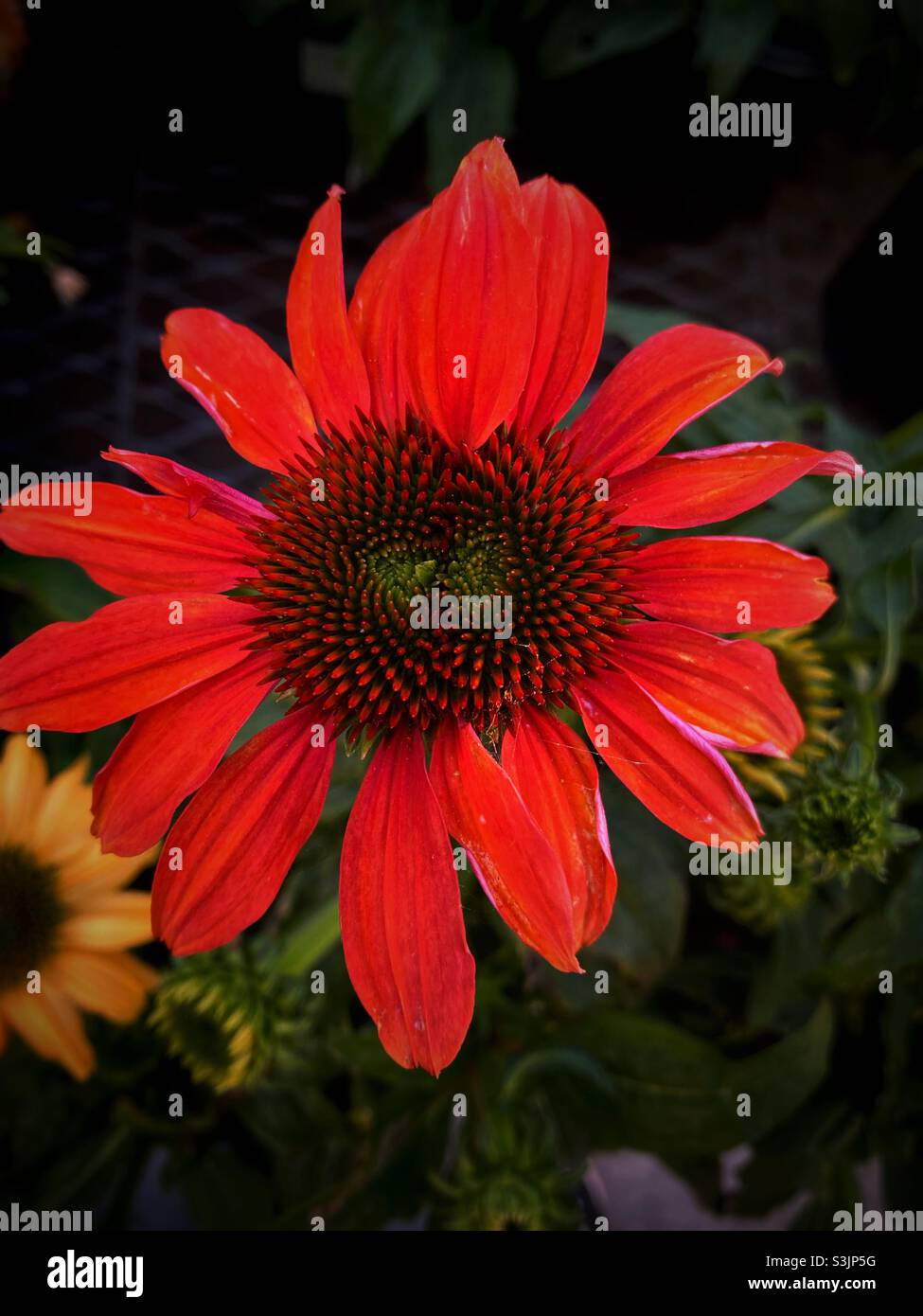 Double vision hi-res stock photography and images - Alamy