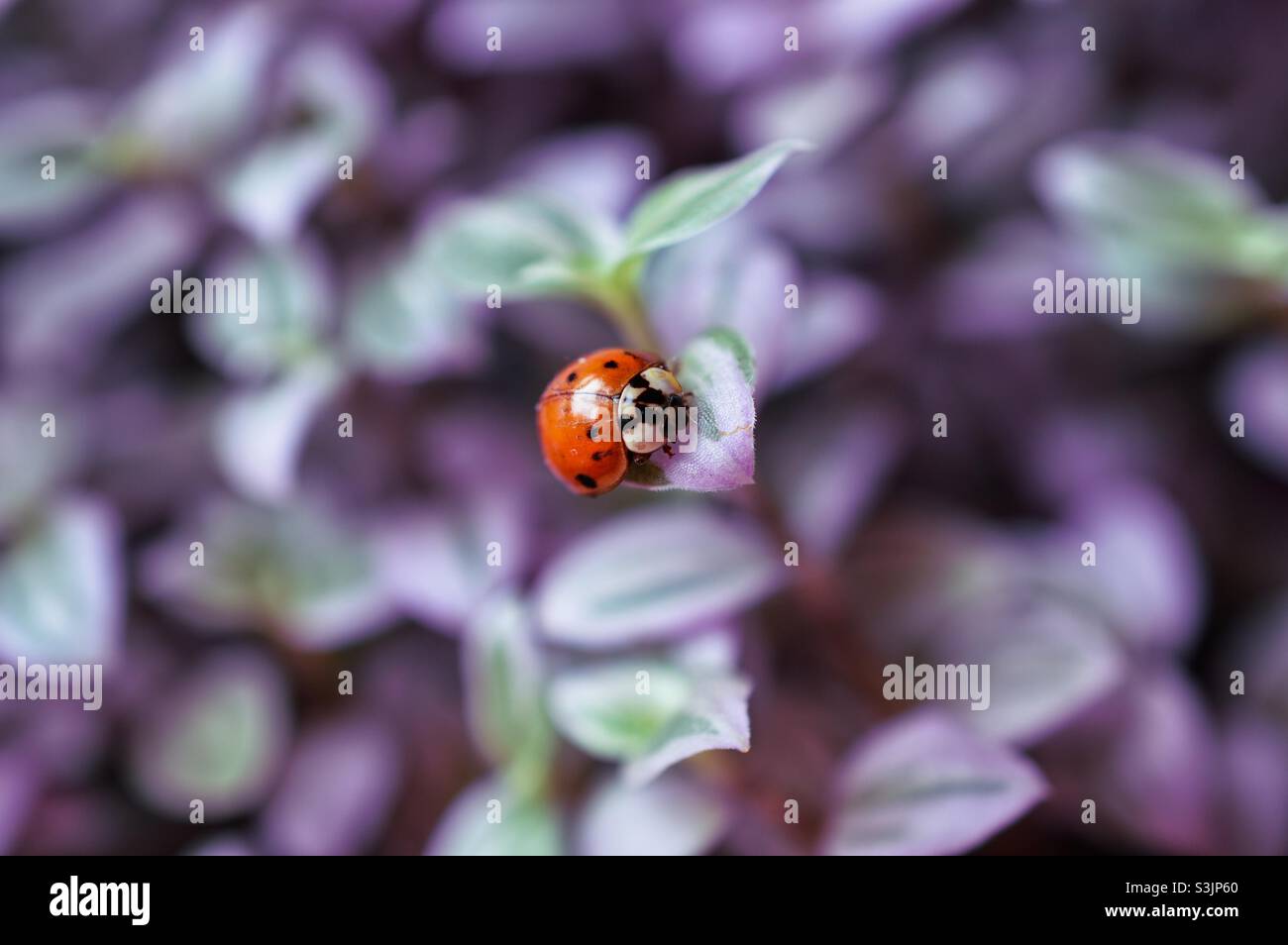 Ladybug insect hi-res stock photography and images - Alamy