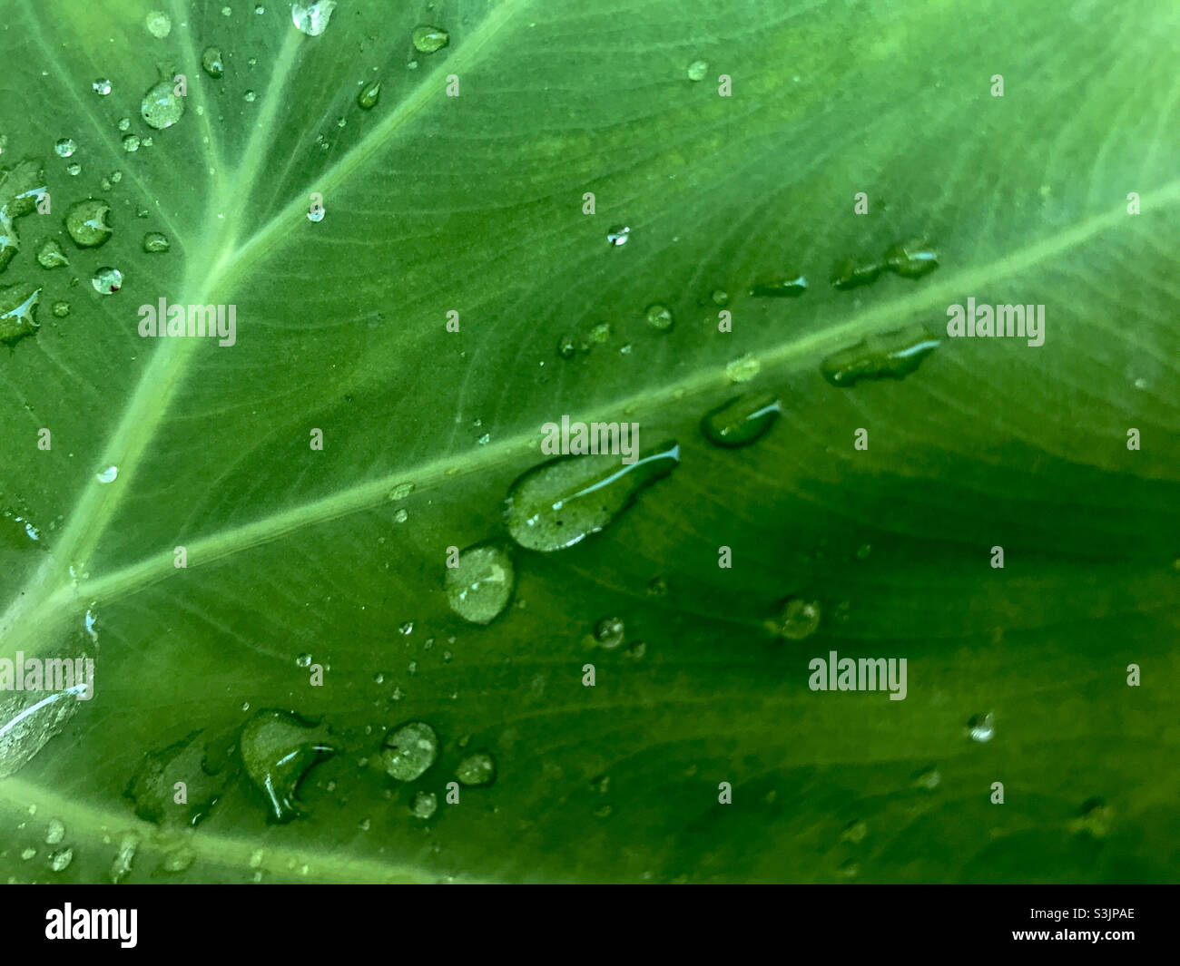 Green taro hi-res stock photography and images - Alamy