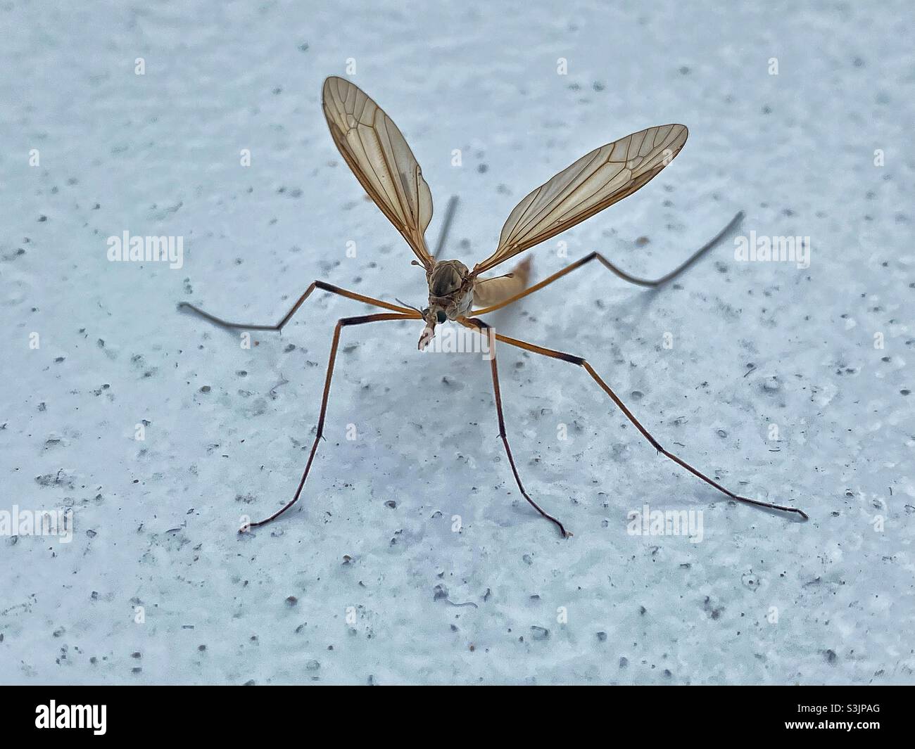 Its bugs life hi-res stock photography and images - Alamy