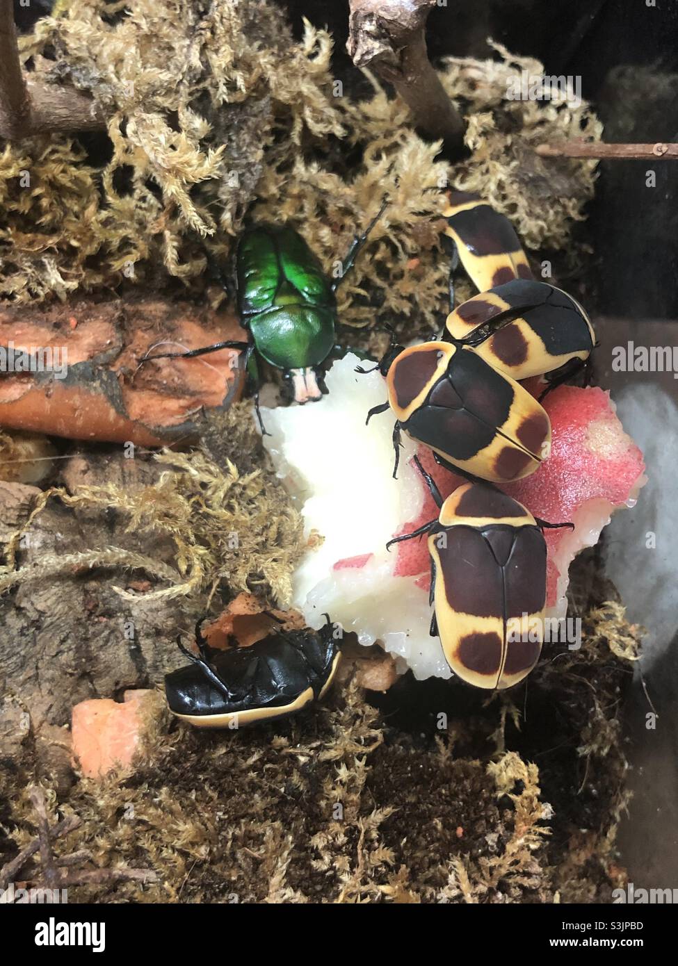 Peach Beetles High Resolution Stock Photography and Images - Alamy