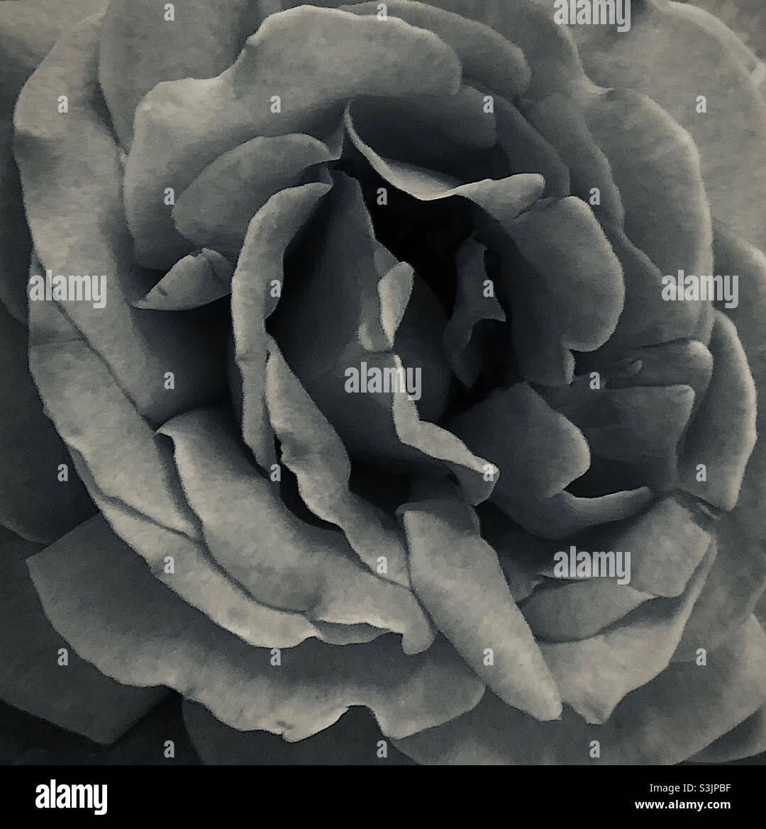 Silver flower petals hi-res stock photography and images - Alamy