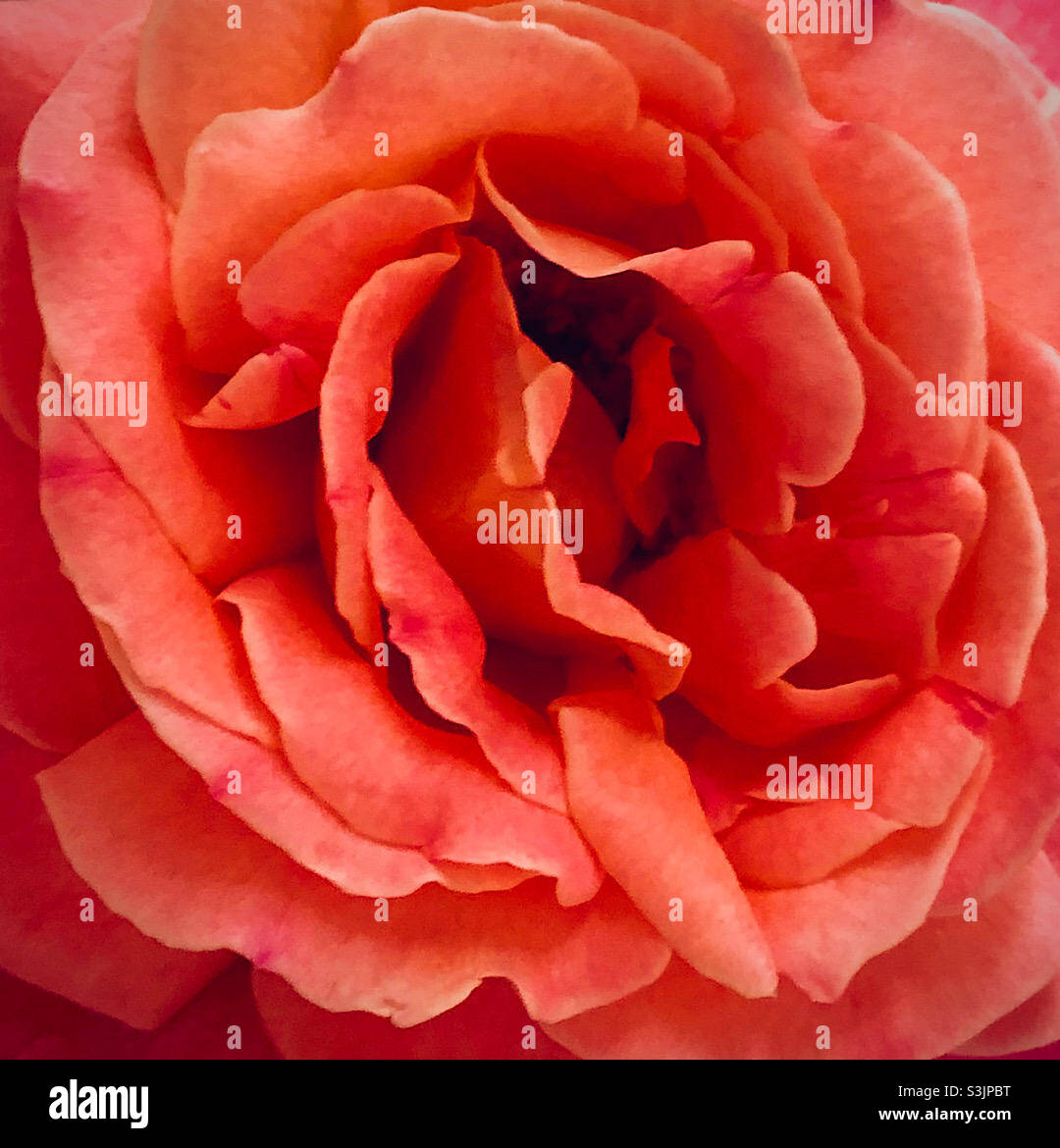 Dramatic rose flower hi-res stock photography and images - Alamy