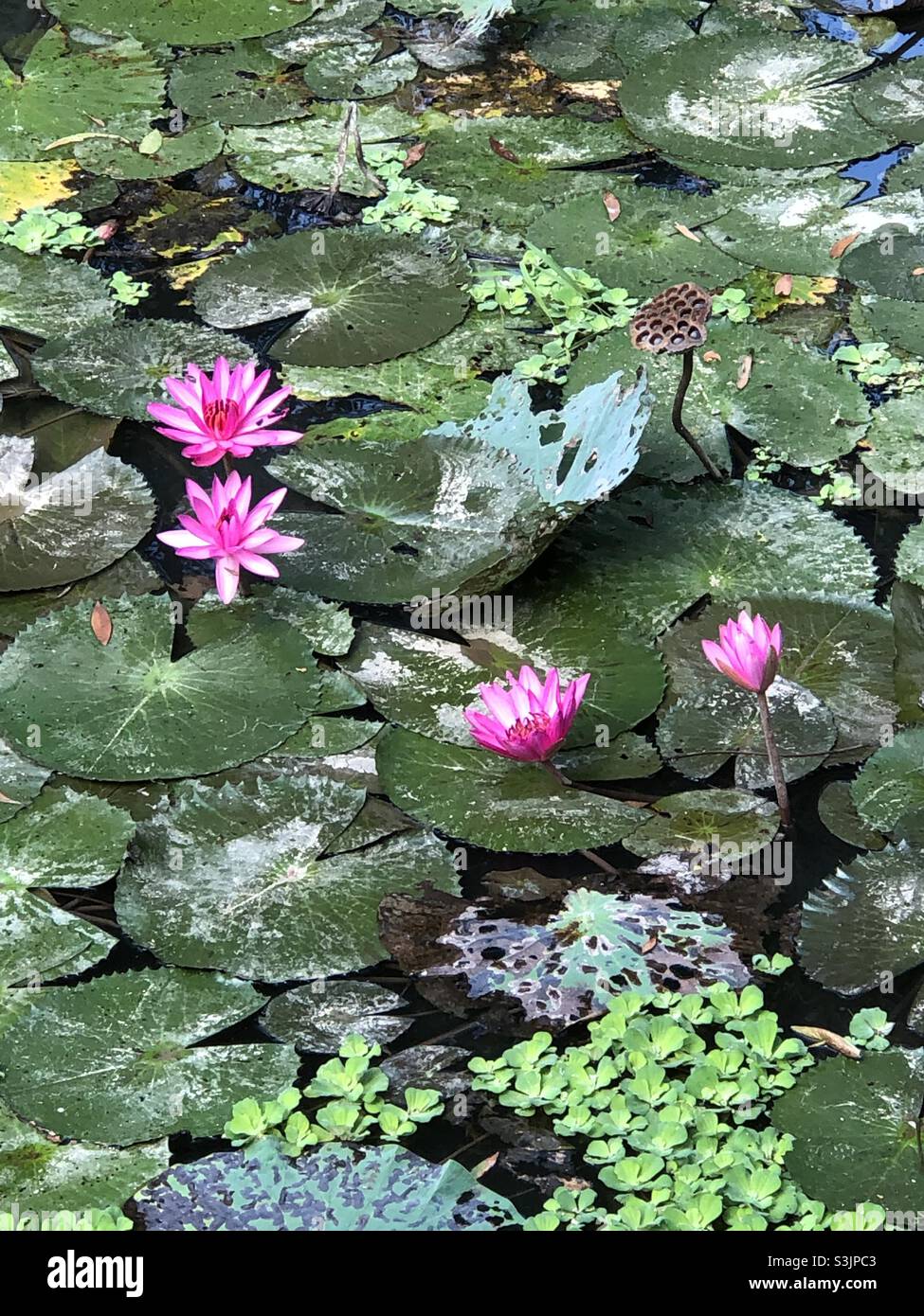 Pond water lilly hi-res stock photography and images - Alamy