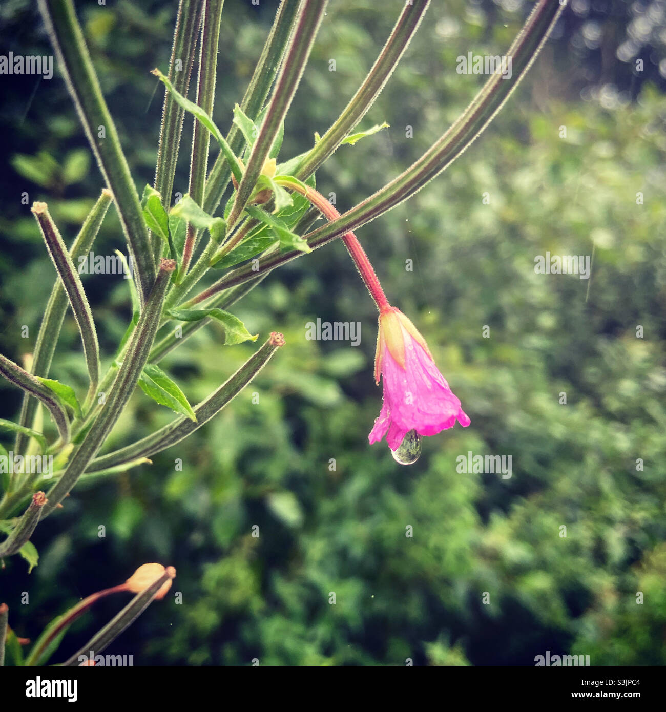 Day drip hi-res stock photography and images - Alamy