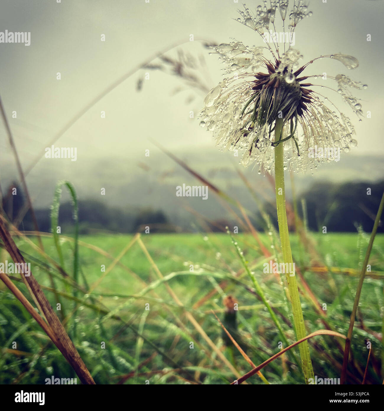 Drizzly hi-res stock photography and images - Alamy