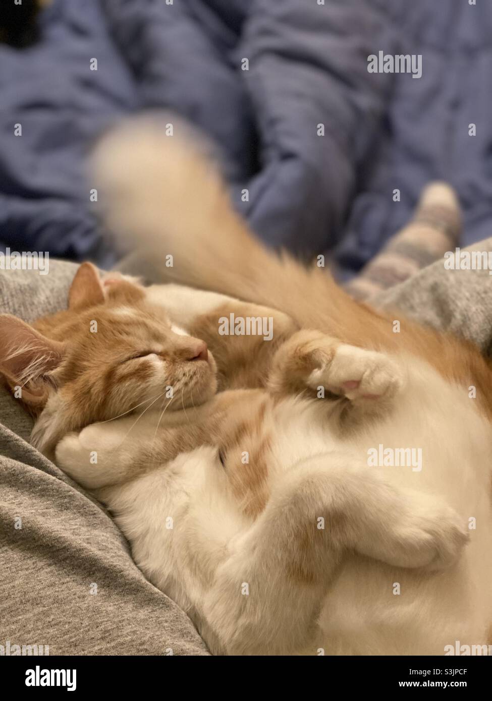 Sleeping cat winter hi-res stock photography and images - Alamy