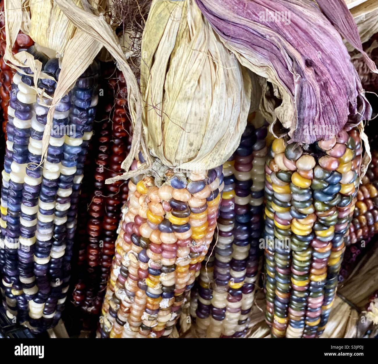 Indian dried corn hi-res stock photography and images - Alamy