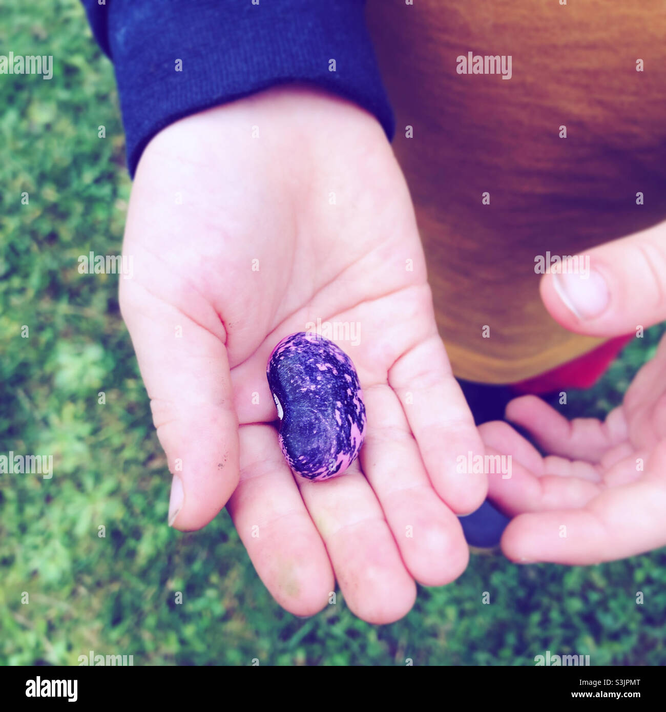 Jack bean hi-res stock photography and images - Alamy