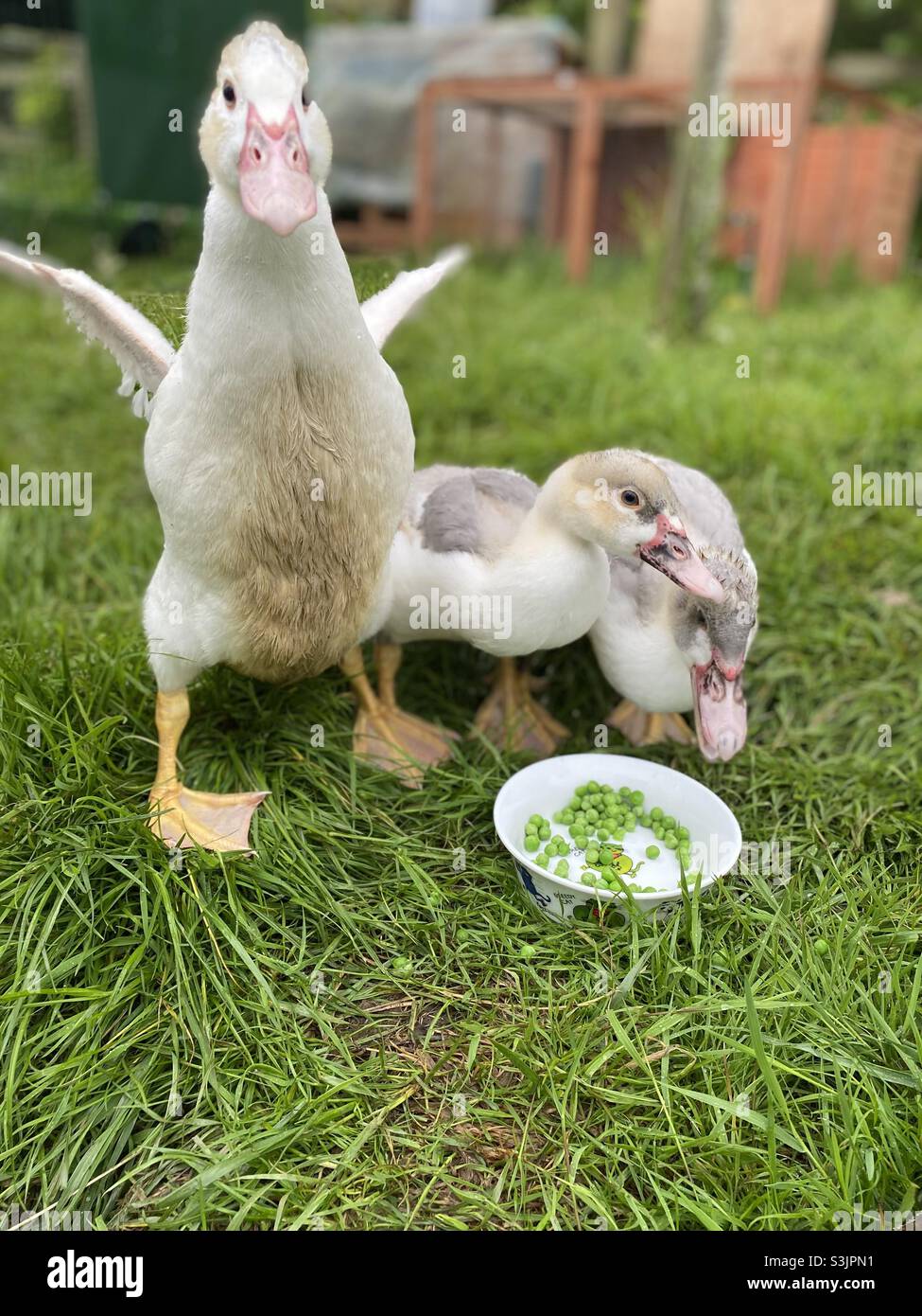 Three animals eating grass hi-res stock photography and images - Alamy
