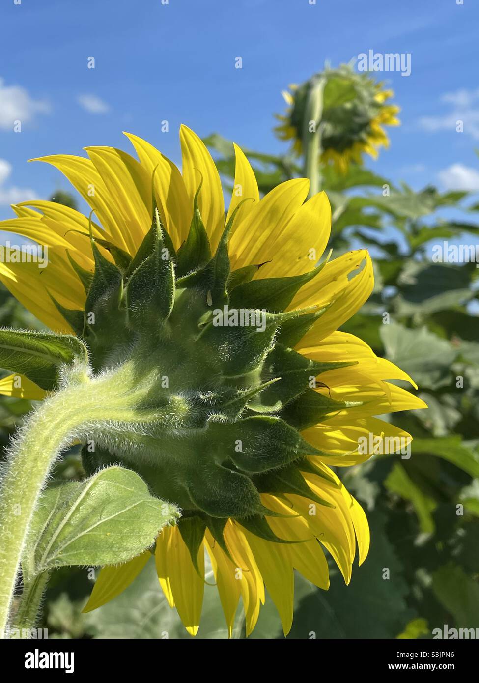 Closeup of the backside of a sunflower Stock Photo - Alamy