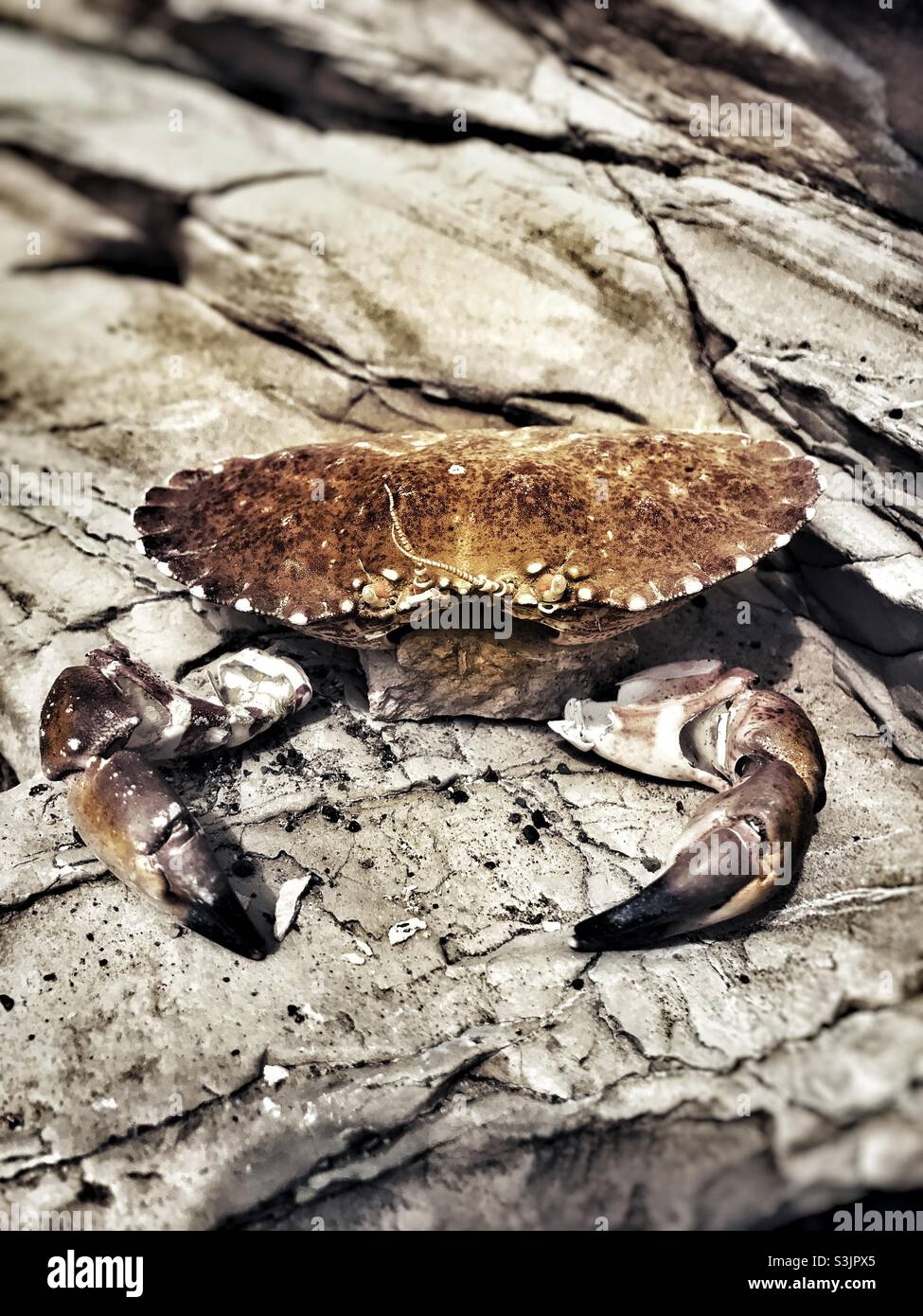 Central sea creature hi-res stock photography and images - Alamy
