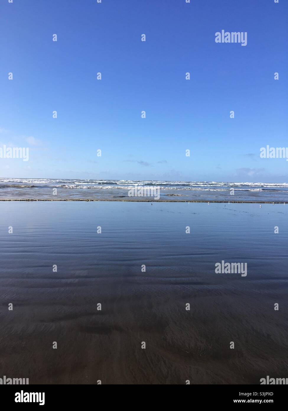 Pacific pines state park hi-res stock photography and images - Alamy
