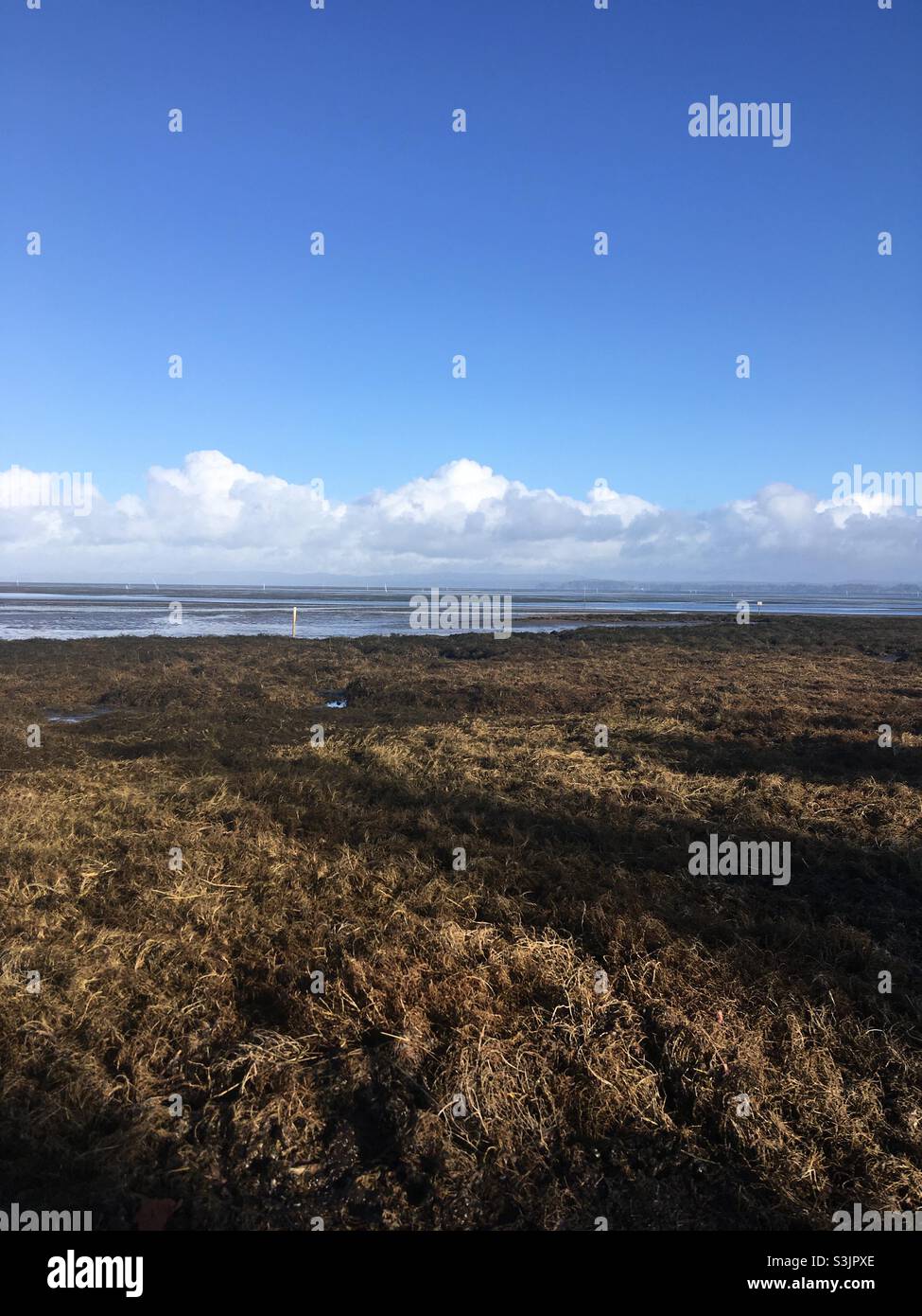 Leadbetter point washington hi-res stock photography and images - Alamy