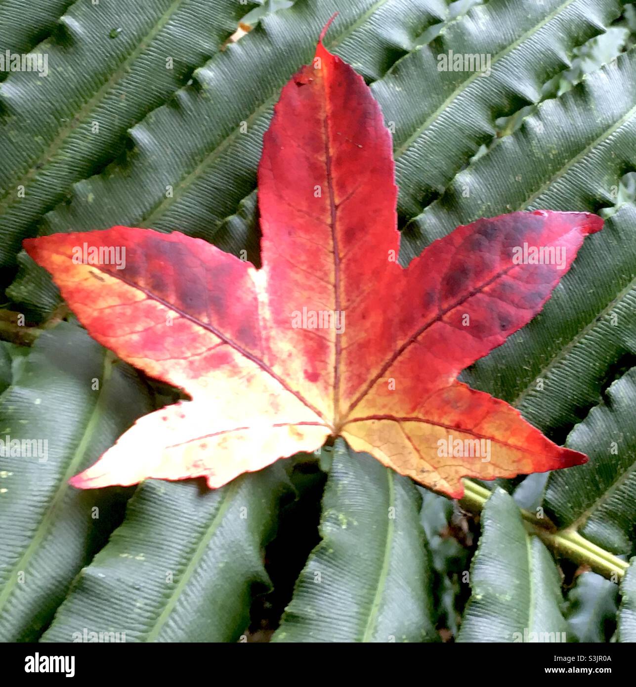 Autumnal, leaf, fire, red, yellow, nature Stock Photo - Alamy