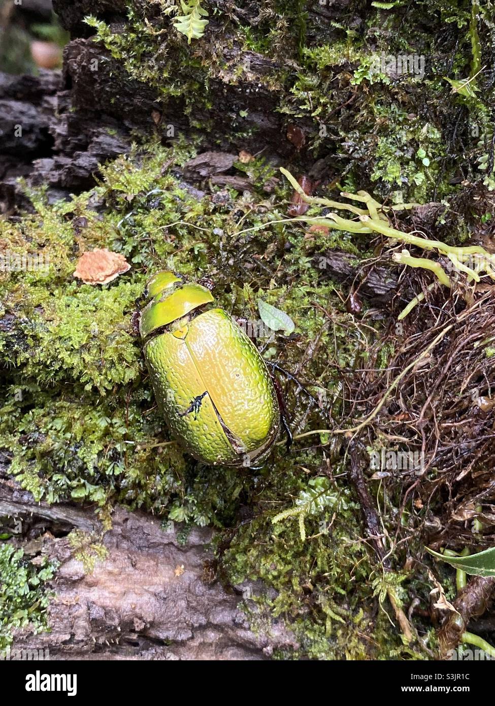 Beetle in the forest hi-res stock photography and images - Alamy