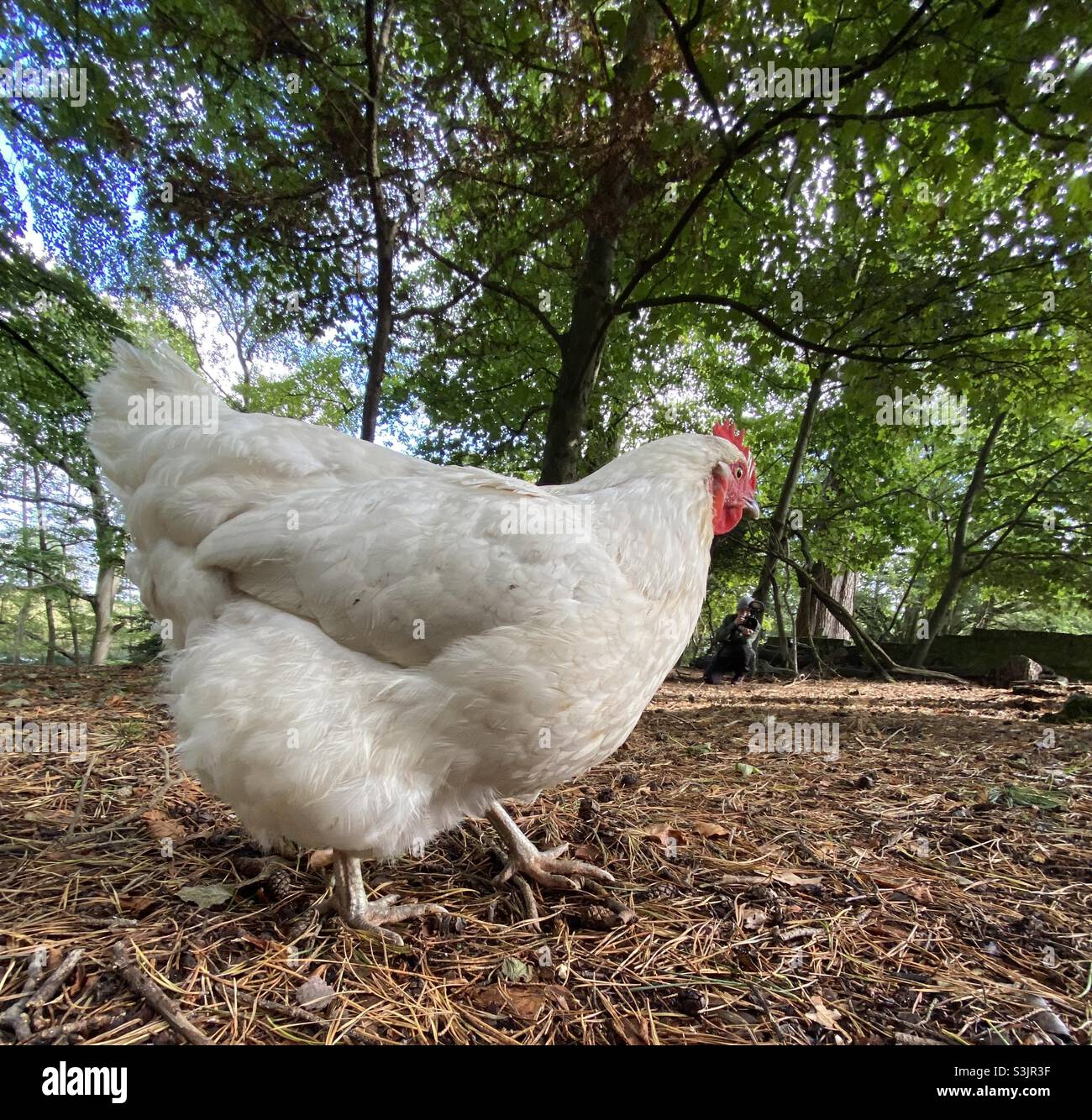 Chicken in the woods hi-res stock photography and images - Alamy