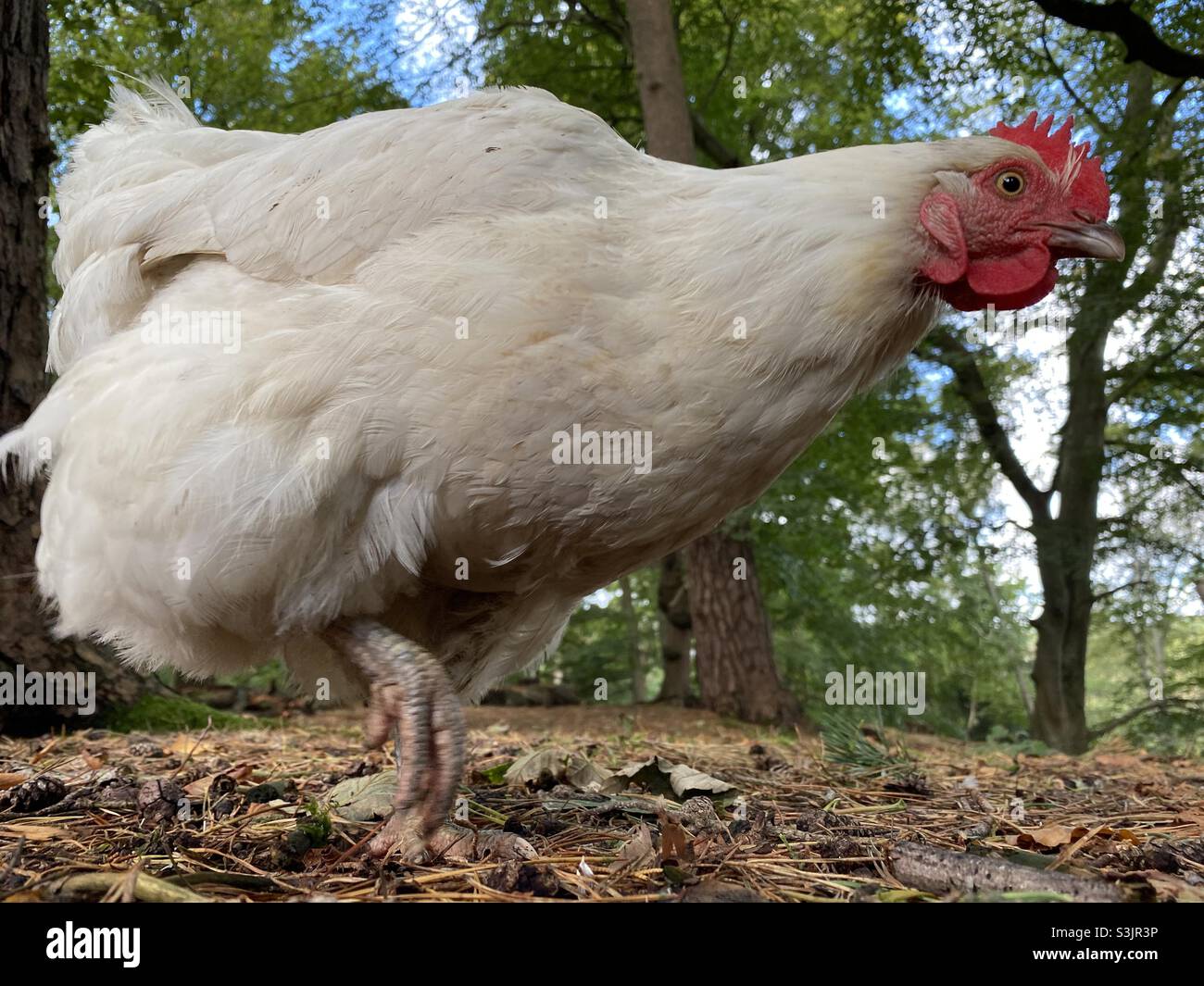 Giant chicken hi-res stock photography and images - Alamy