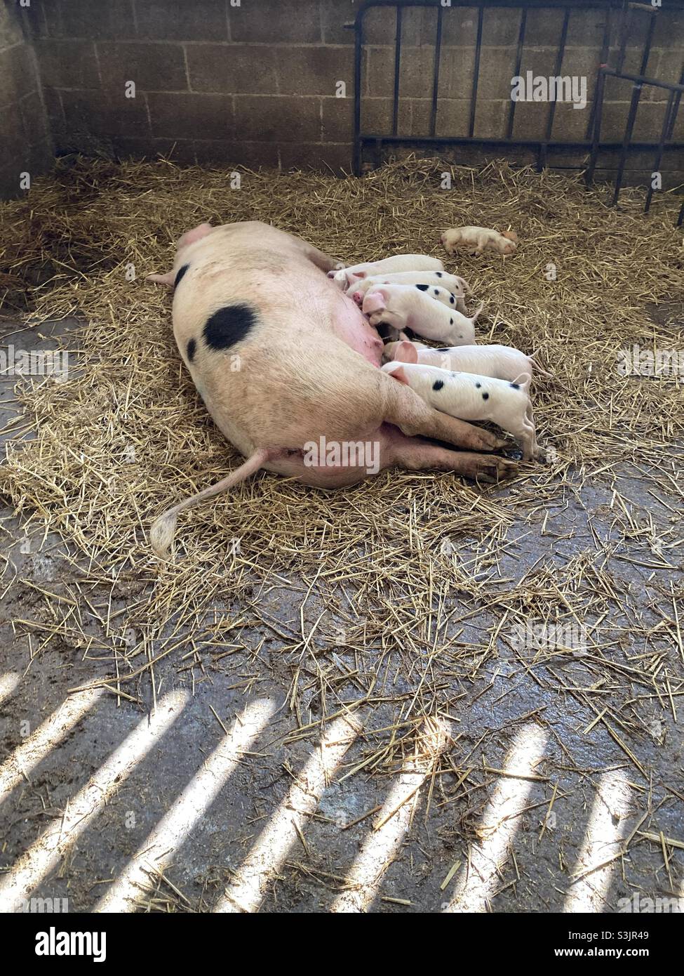 Baby pigs hi-res stock photography and images - Alamy
