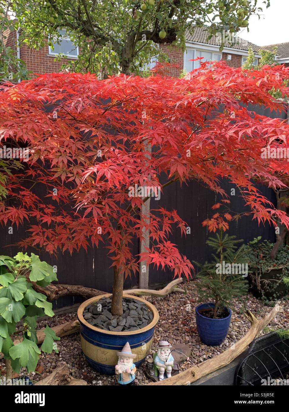 Acer palmatum japanese maple hi-res stock photography and images - Alamy