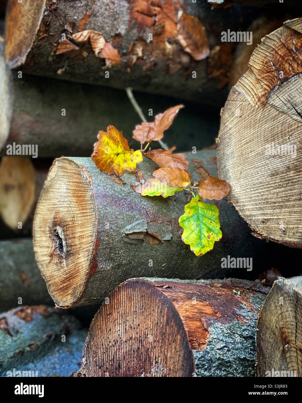 Leaves on logs hi-res stock photography and images - Alamy