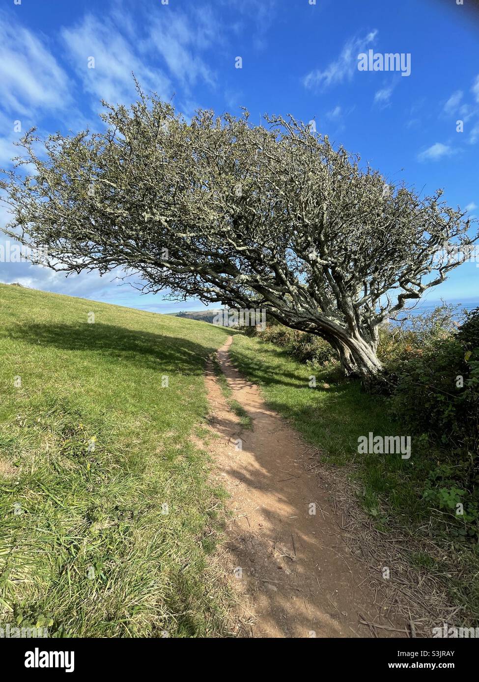 Windswept tree hi-res stock photography and images - Alamy
