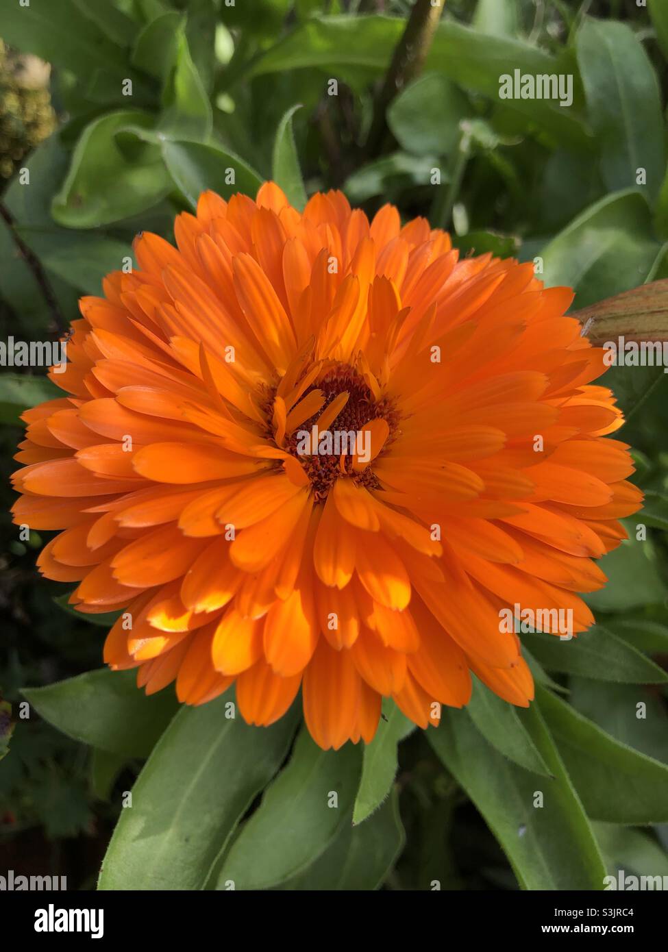 Orange flower of a calendula Stock Photo - Alamy