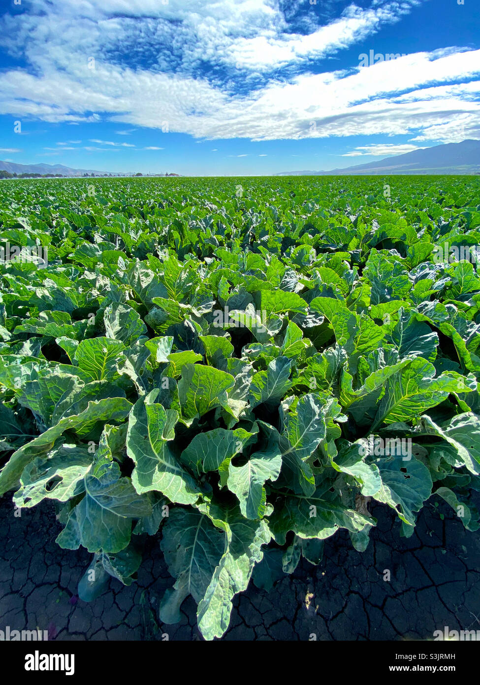 Large field of kale Stock Photo - Alamy