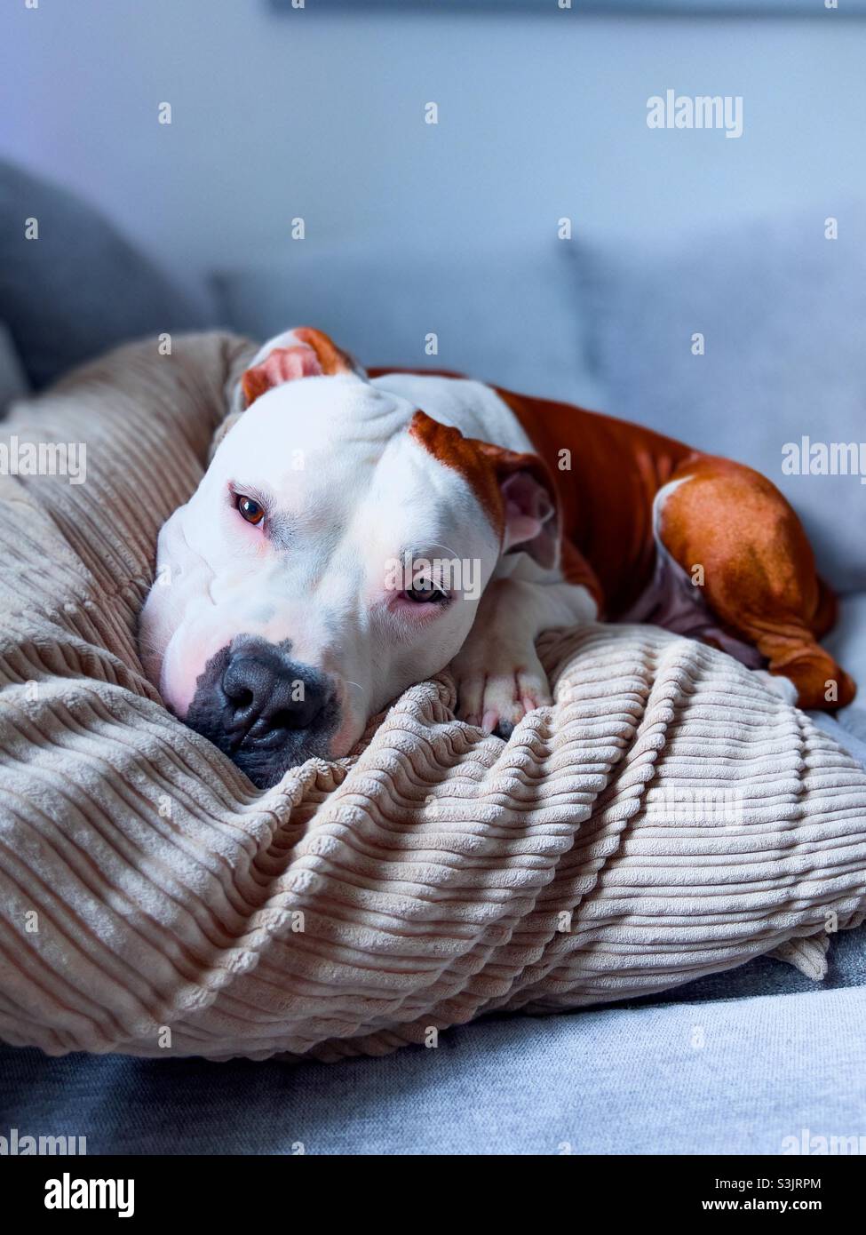 Amstaff hi-res stock photography and images - Alamy
