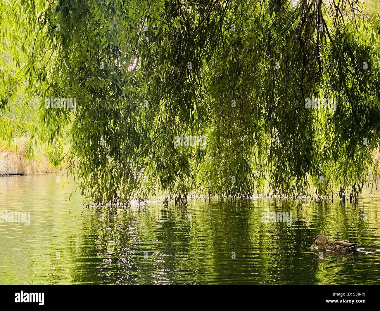 Willow over river hi-res stock photography and images - Alamy