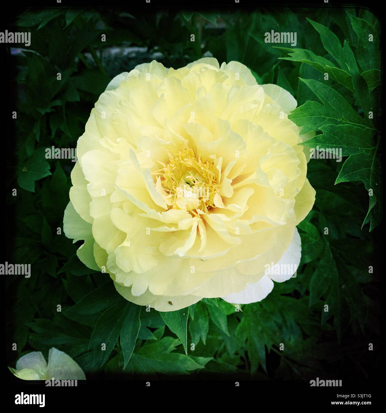 Yellow peonies hi-res stock photography and images - Alamy