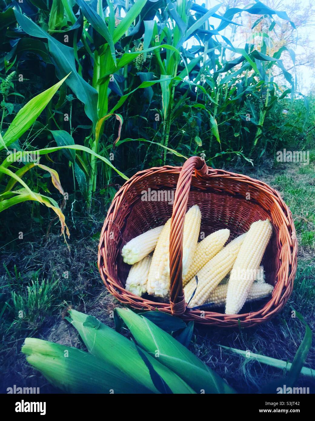 Sweet corn basket hi-res stock photography and images - Alamy