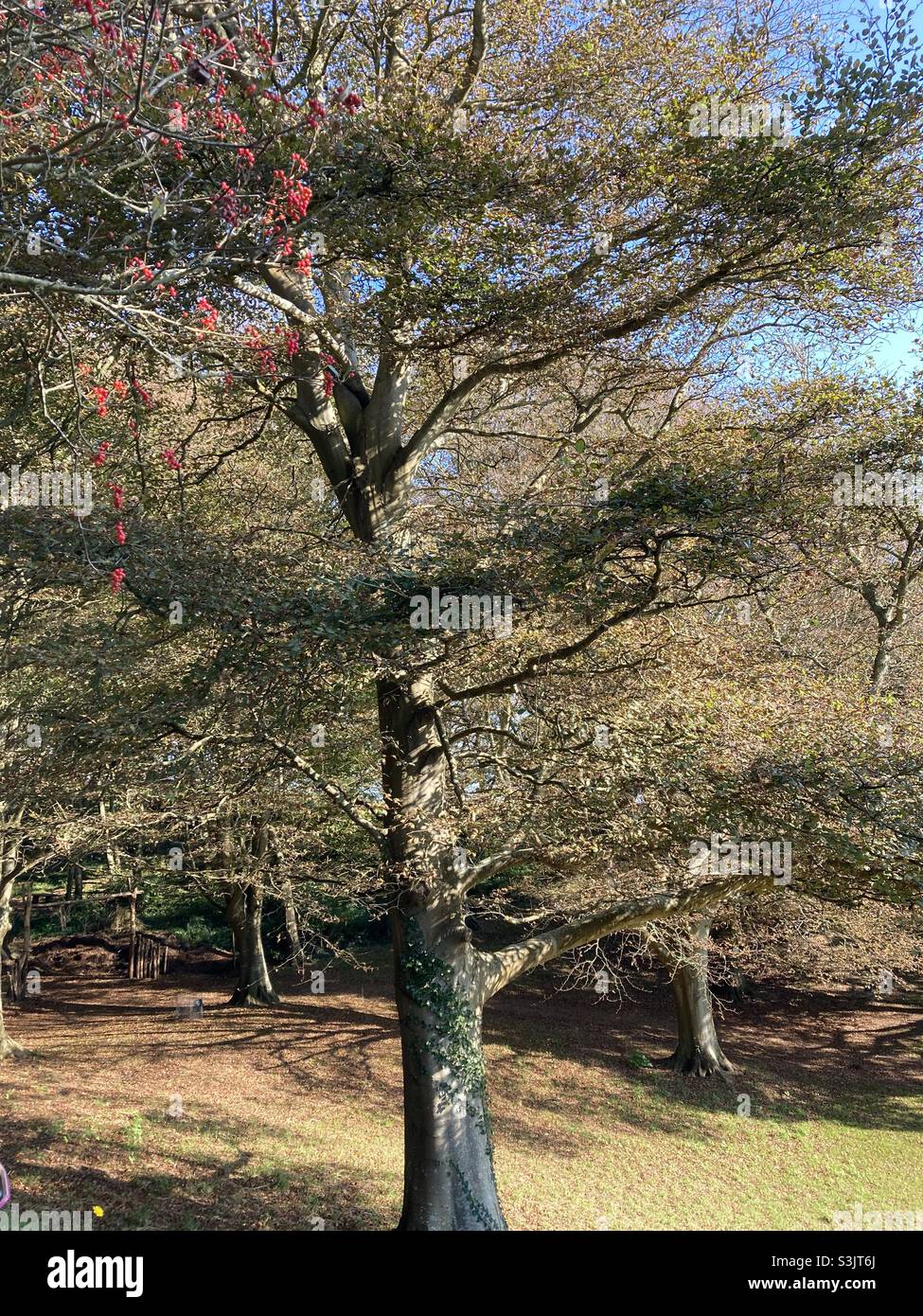 English trees hi-res stock photography and images - Alamy