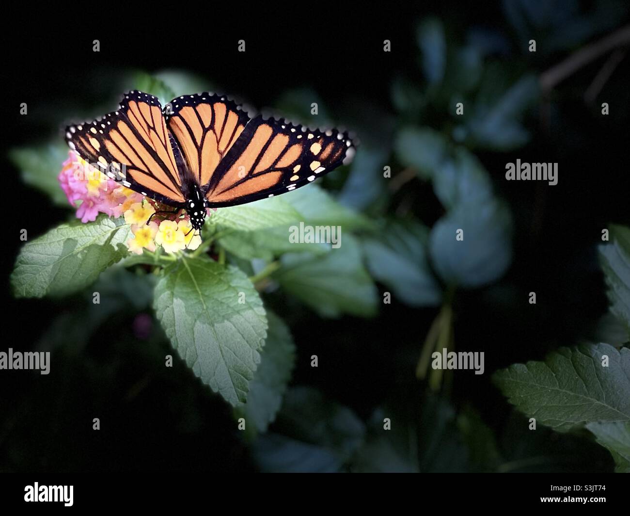 Monarch butterfly with stage lighting background Stock Photo - Alamy