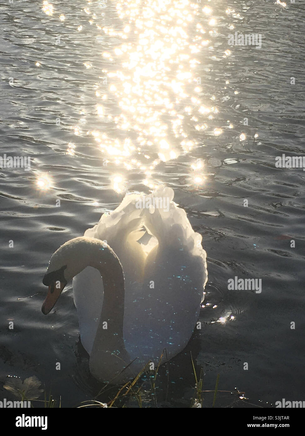 Beauty, light, illuminated, ethereal, swan,, gold, white, uplifting ...