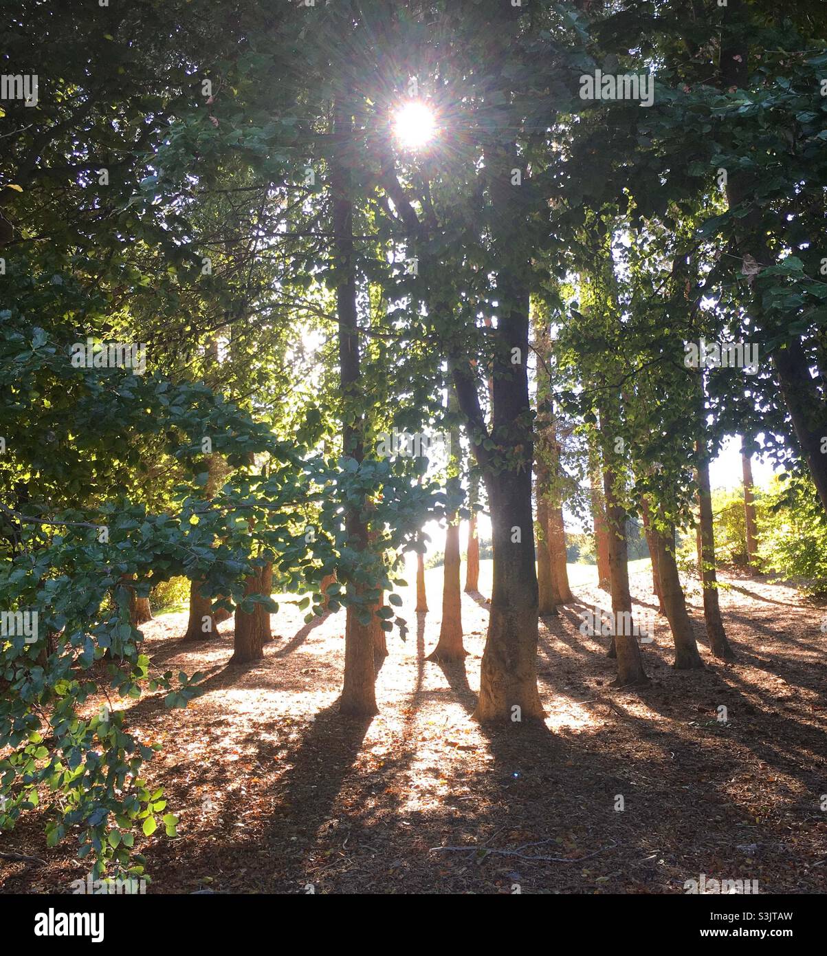 Forest, trees, daylight, Dawn, sunrise, nature, beauty, peace, sunlight ...