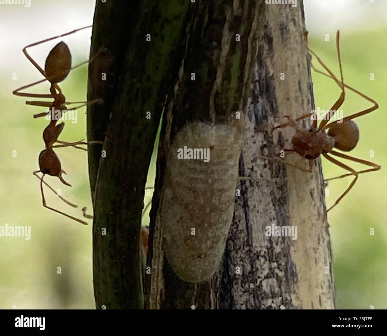 Weaver ants and scales insect with mutualistic relationship Stock Photo ...