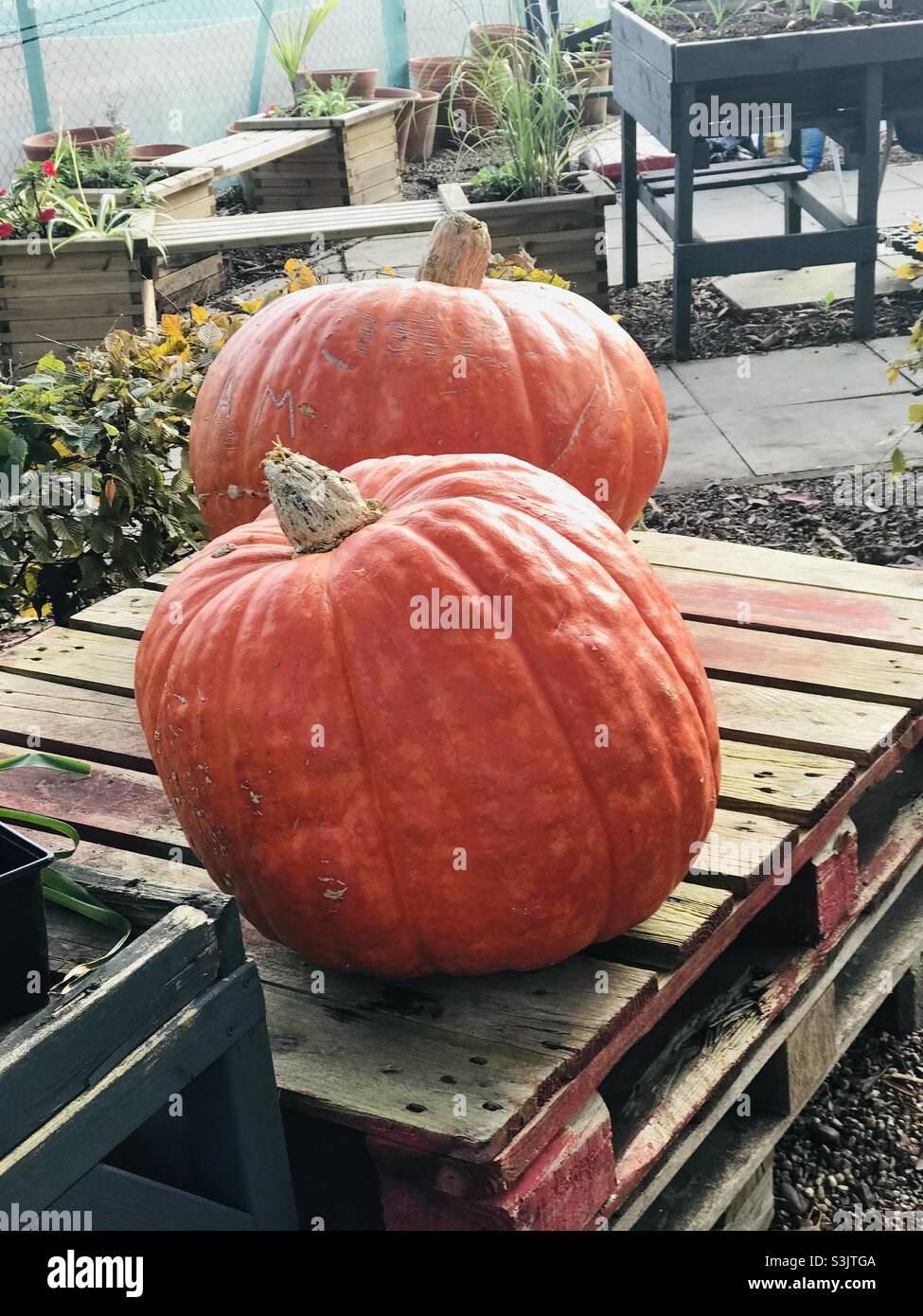 Large Pumpkins High Resolution Stock Photography and Images - Alamy