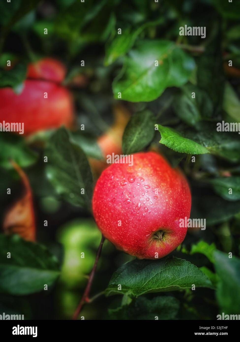 Apple tree fruit hi-res stock photography and images - Alamy