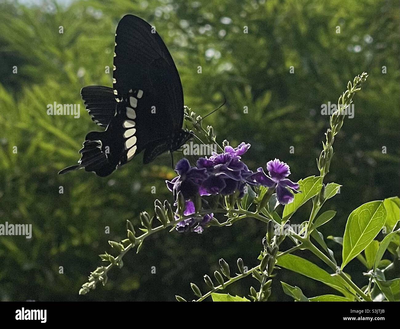 Common mormon hovering over the flowers of Golden dewdrop in Malaysia ...