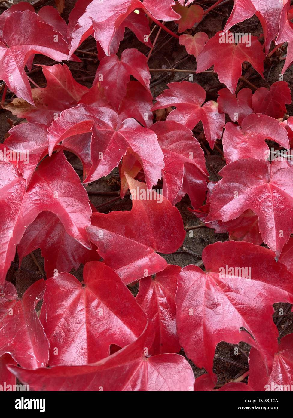 Bright red leaves hi-res stock photography and images - Alamy
