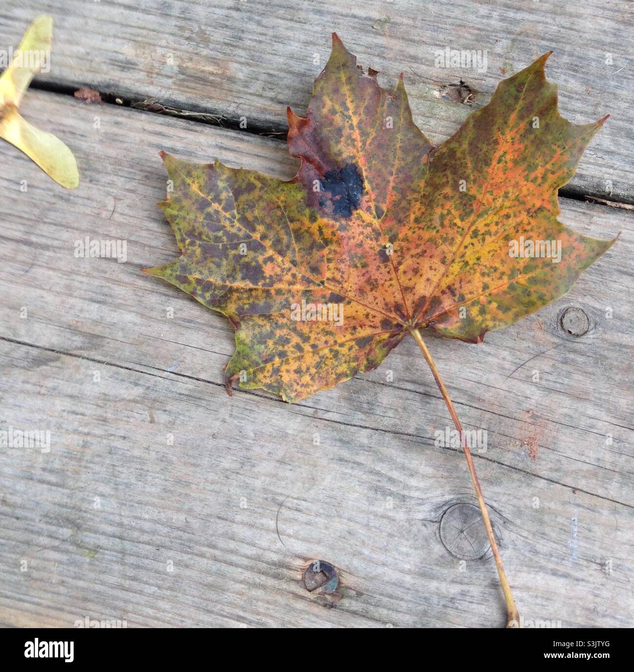 Golden colour hi-res stock photography and images - Alamy