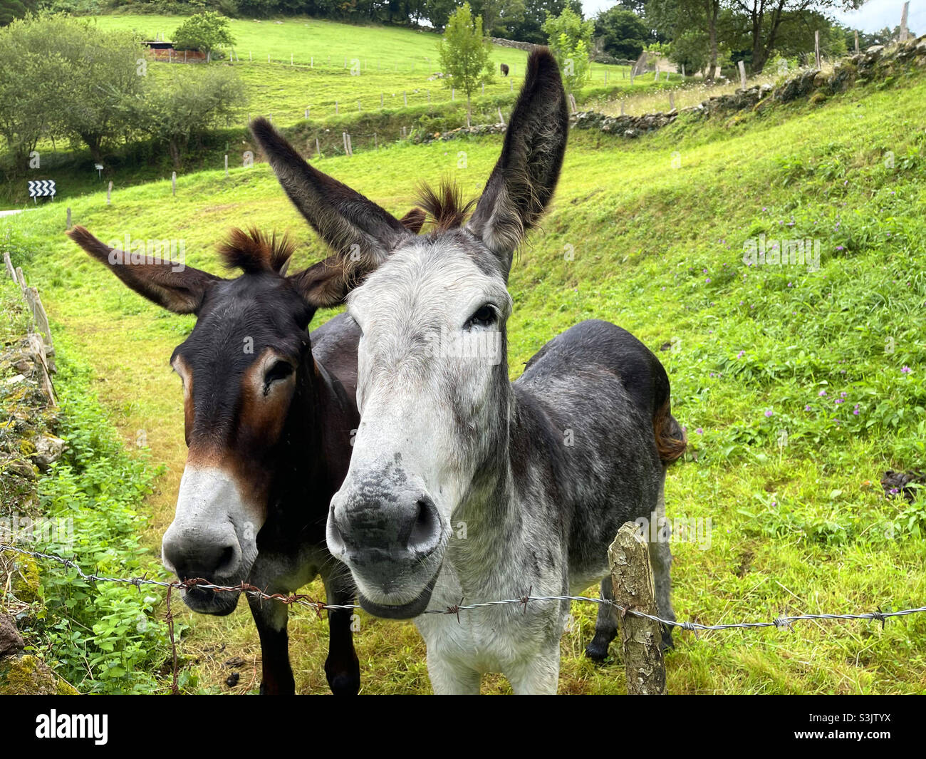Two donkeys in a field Stock Photo - Alamy