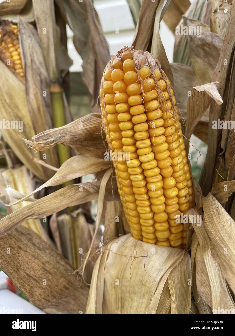 Harvest corn hi-res stock photography and images - Alamy