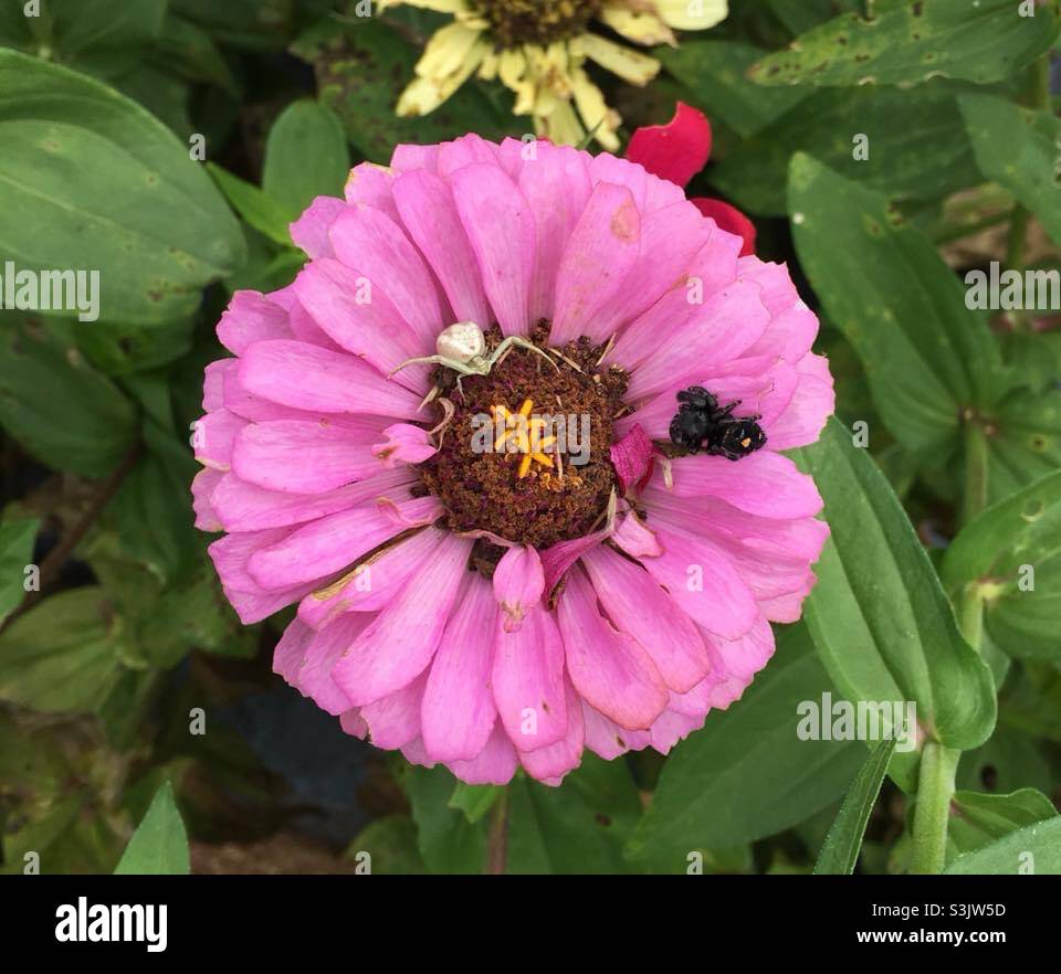 Let the battle begin! Stock Photo - Alamy