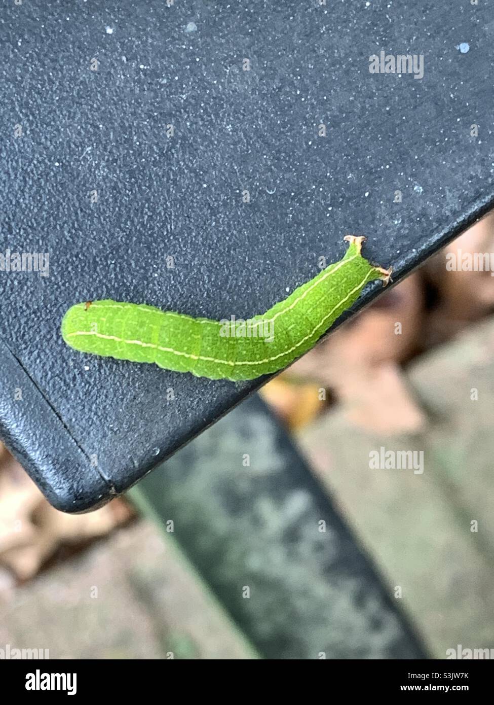 Tiny friend hi-res stock photography and images - Alamy